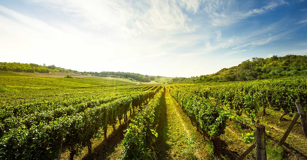 Vineyard, orchard and market gardening | KUHN