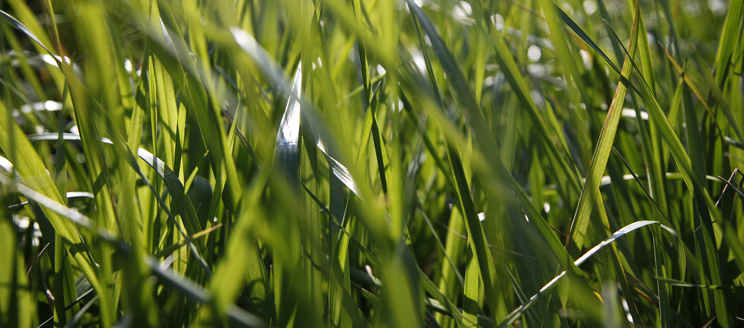Importance of forage quality | KUHN