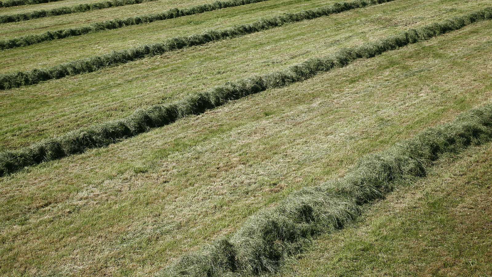 Nuevas soluciones para una producción eficiente de forraje | KUHN