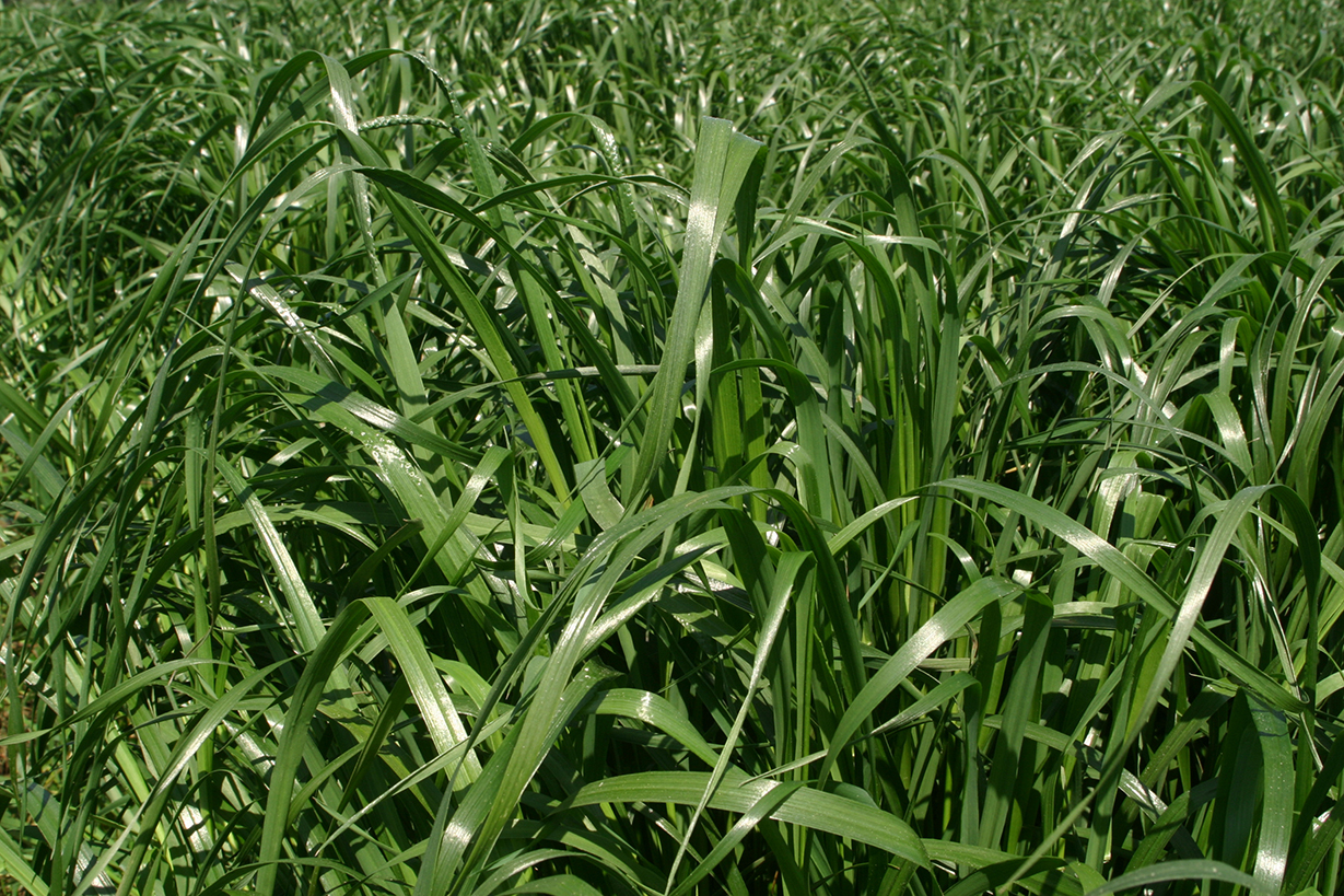 Simply great forage - High Palatability | KUHN