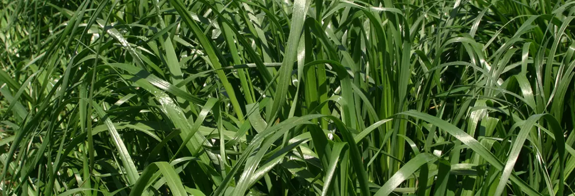 High Palatability | KUHN